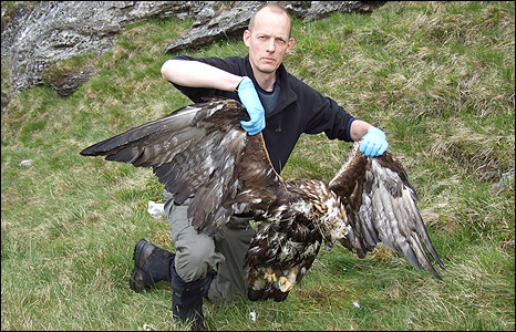 Record Year for Raptor Poisoning – Raptor Persecution UK