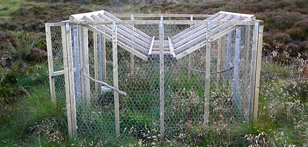 ladder crow trap (by Against Corvid Traps) – Raptor Persecution UK