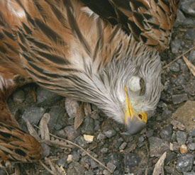 Another poisoned raptor, another well-kept secret? – Raptor Persecution UK