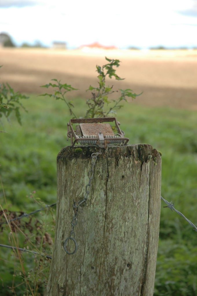 Photo: an illegal pole trap – Raptor Persecution UK