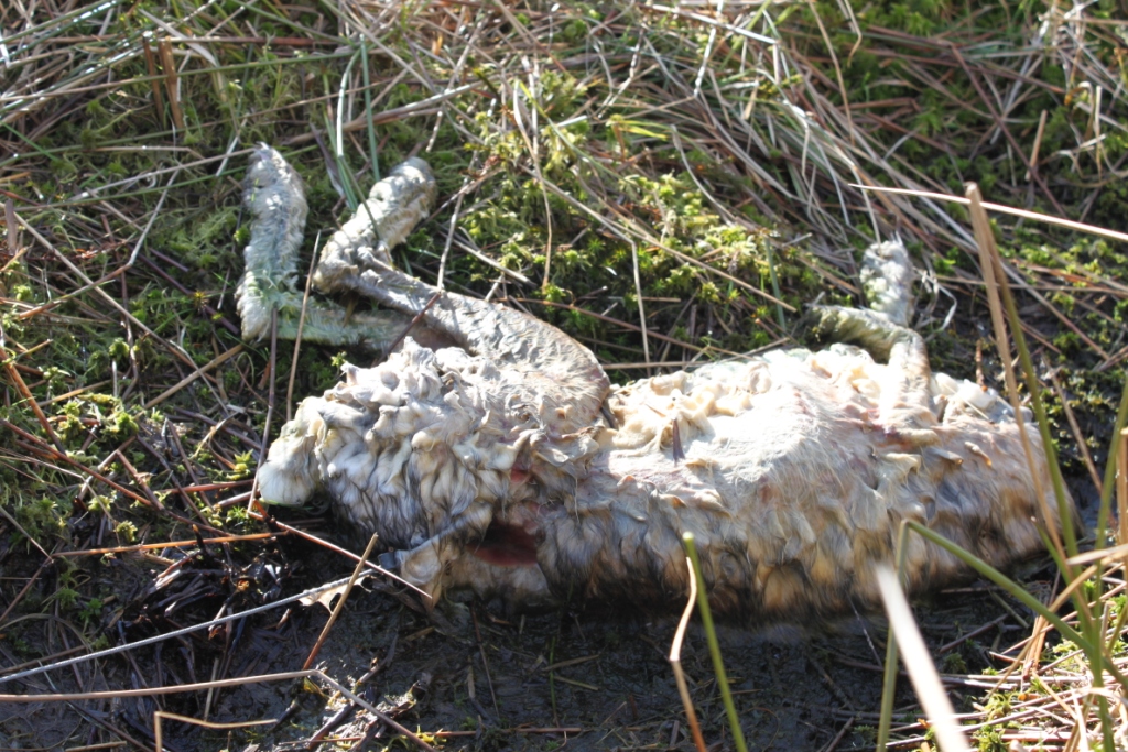 Photo: a decomposing mountain hare in a snare – Raptor Persecution UK