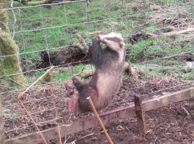 Hare snare trial drags on – Raptor Persecution UK