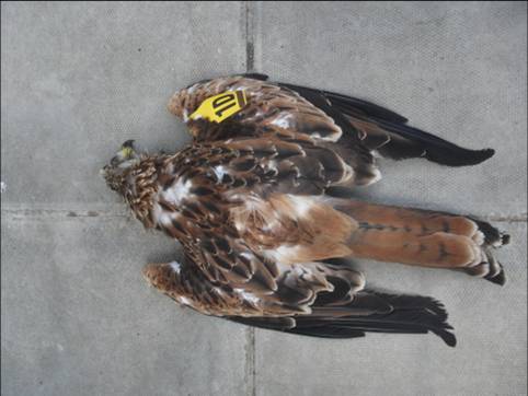 5th suspected red kite poisoning in Northern Ireland this year – Raptor ...