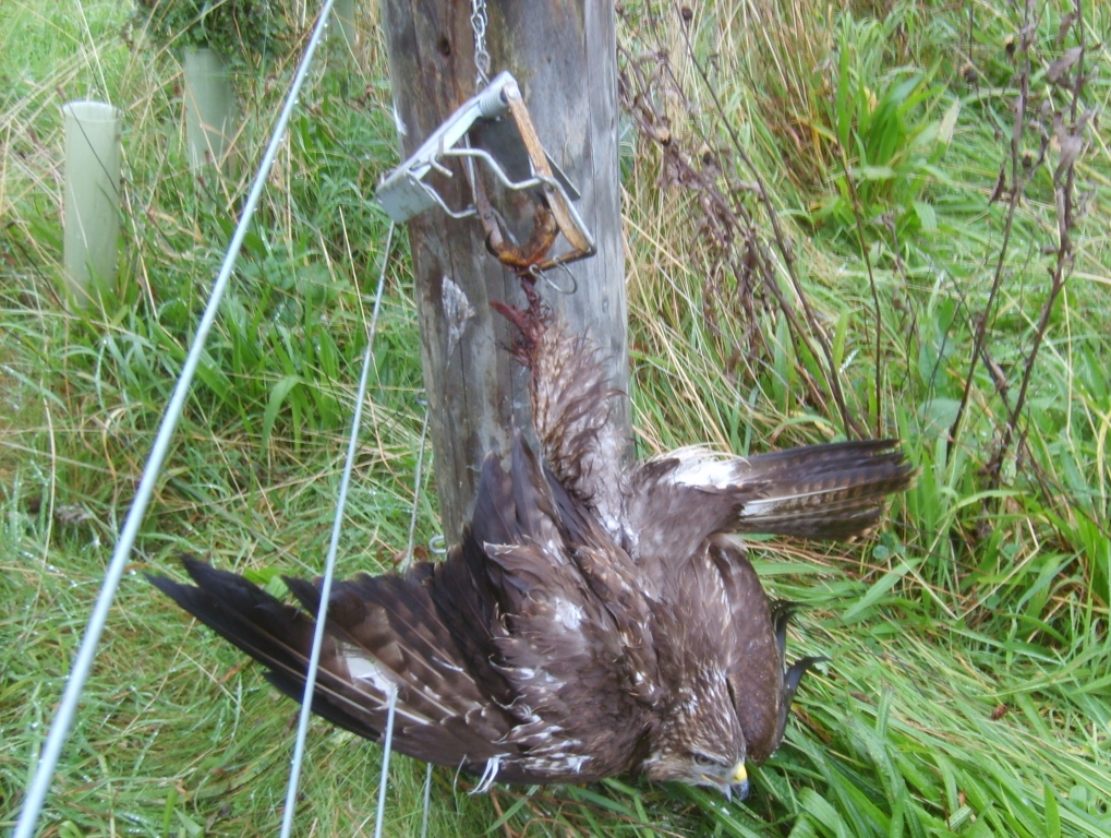 Gamekeeper convicted of setting an illegal pole trap – Raptor ...