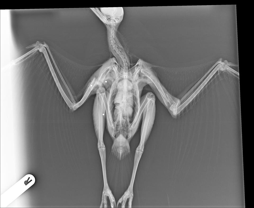 Buzzard dies from gunshot injuries – Raptor Persecution UK