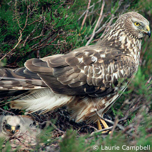 Five year Hen harrier brood meddling trial gets green light to start ...