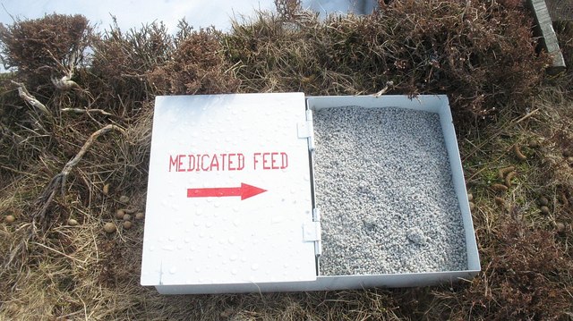 The red grouse and medicated grit scandal: it’s hard to swallow ...