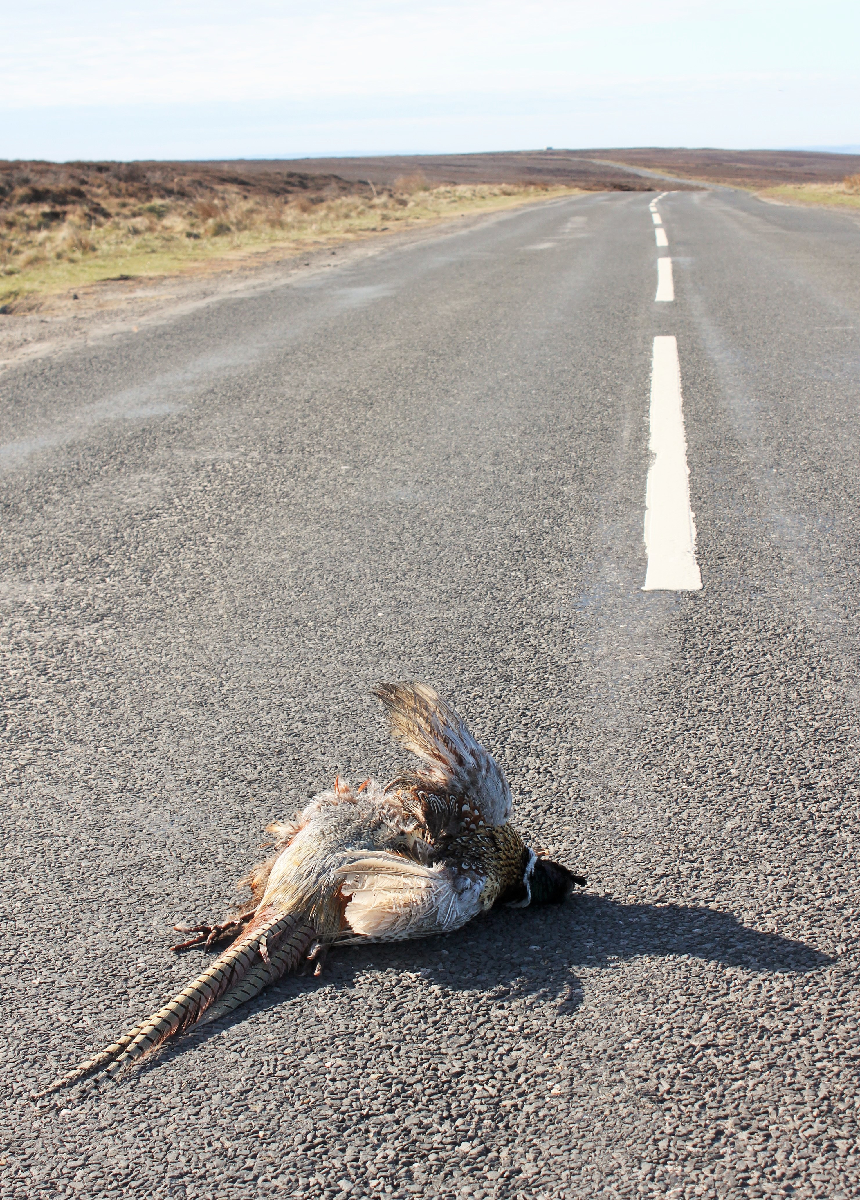 Licences to kill buzzards were unlawfully refused, says High Court ...