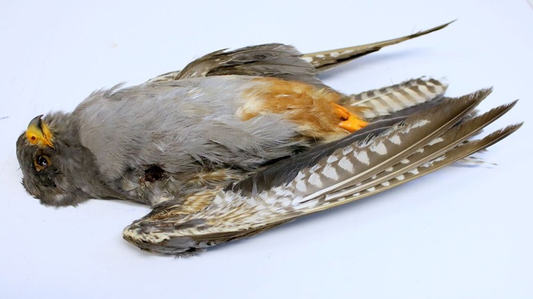 Rare red-footed falcon shot dead – police appeal – Raptor Persecution UK