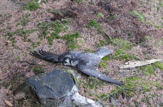 Peregrine shot dead at edge of grouse moor – Raptor Persecution UK