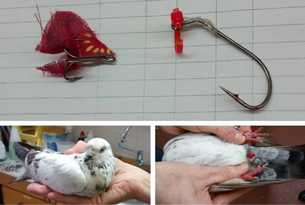 Hooks attached to pigeon’s legs designed to injure raptors – Raptor ...