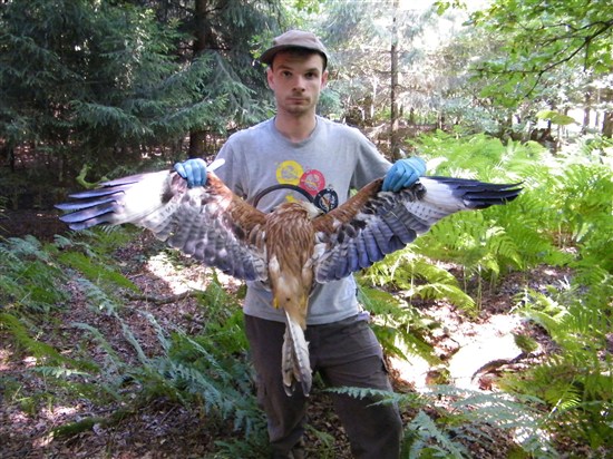 Mass raptor poisoning in Wales: police respond but questions remain ...