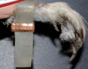 Update on pesticide leg bands being attached to red grouse – Raptor ...
