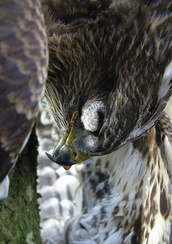 Natural England issues licence to kill buzzards to protect pheasants ...