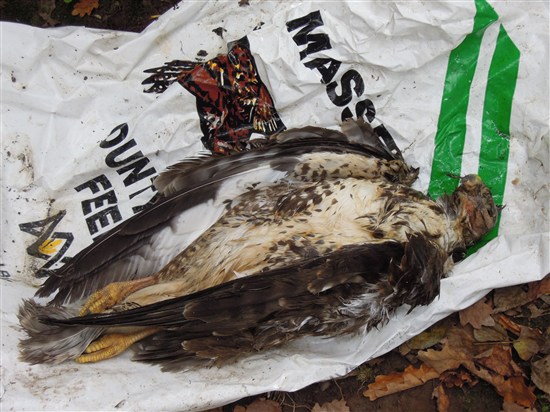Statement from Glanusk Estate about mass poisoning of raptors – Raptor ...