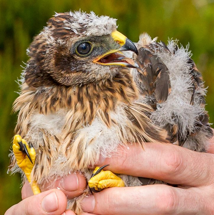 Shot hen harrier Rowan – a Natural England/Hawk and Owl Trust cover up ...