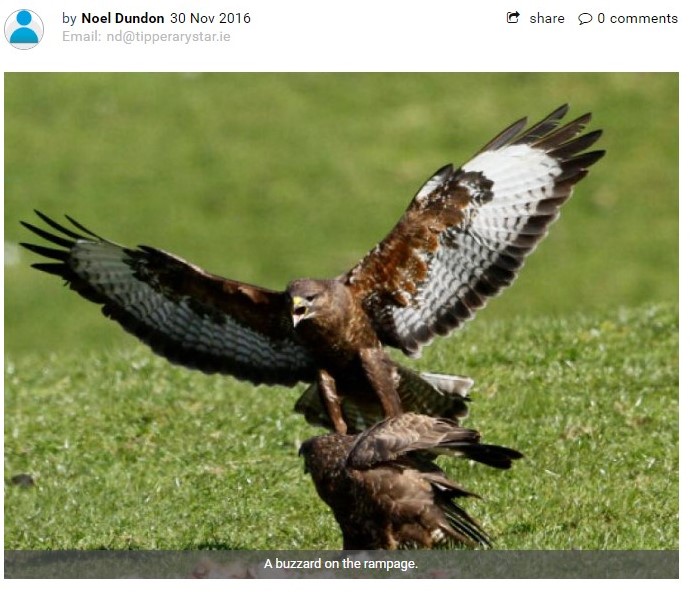 ‘Giant buzzards’ eating dogs, warns Tipperary newspaper – Raptor ...