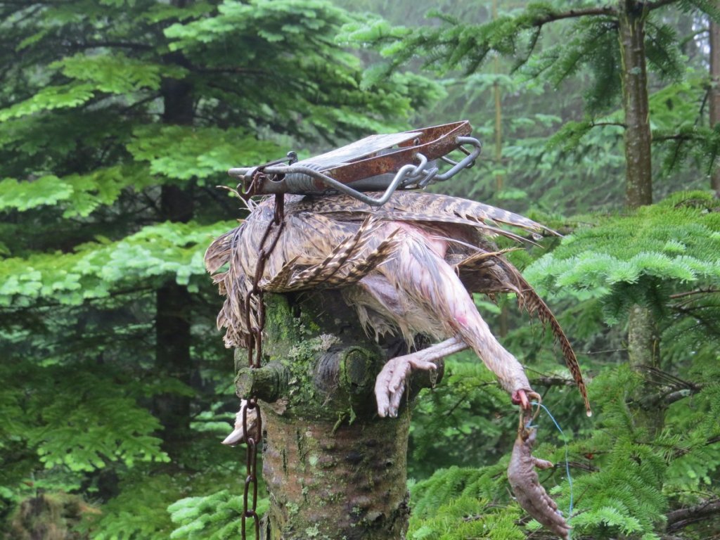 Brewlands Estate “inadmissible” pole trapping video released – Raptor ...