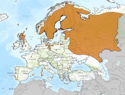 New osprey translocation project for Poole Harbour, Dorset – Raptor ...
