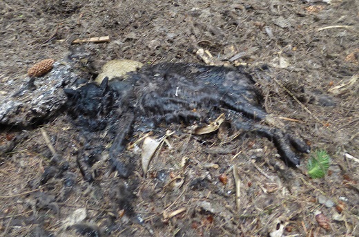 MSPs to debate use of stink pits on game shooting estates – Raptor ...