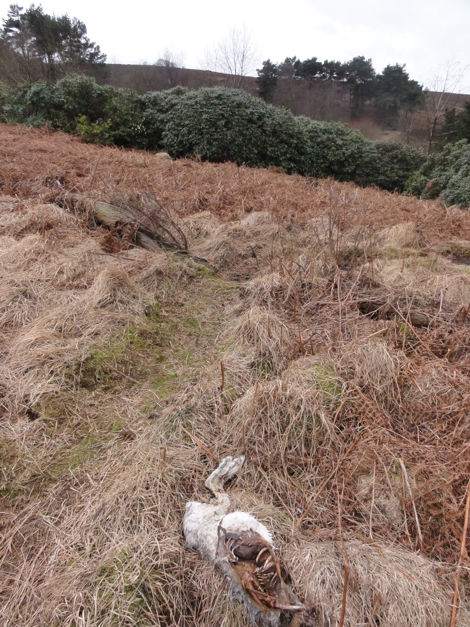 July 2017 – Raptor Persecution UK