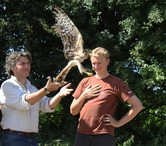Satellite-tagged Montagu’s harrier Sally ‘disappears’ in Norfolk ...