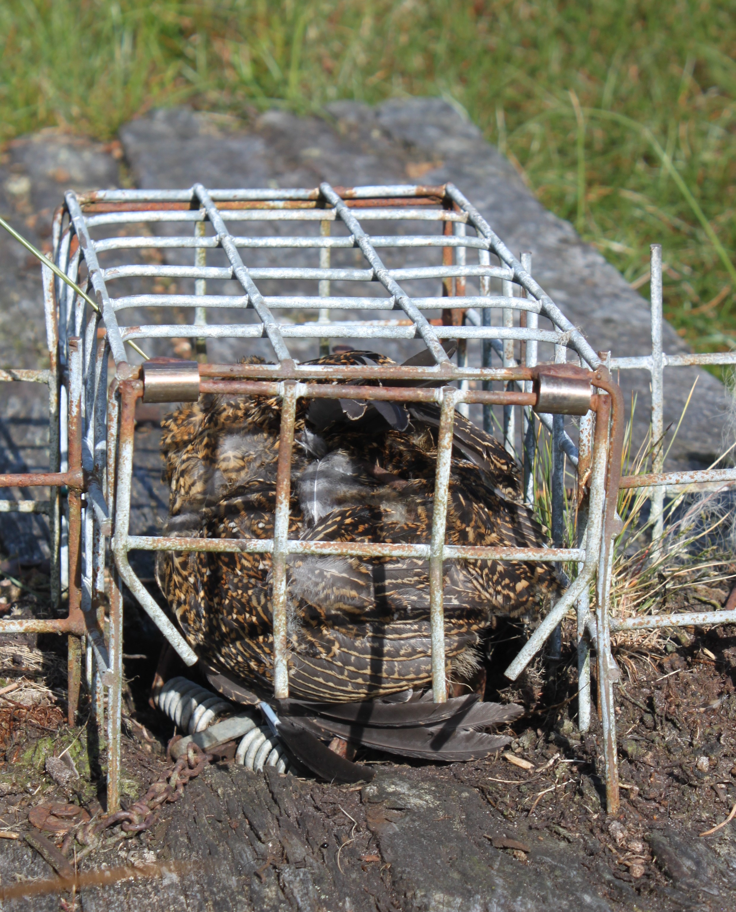 October 2017 – Raptor Persecution UK