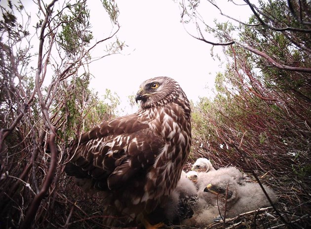 Legal challenge against hen harrier brood meddling continues, x2 ...