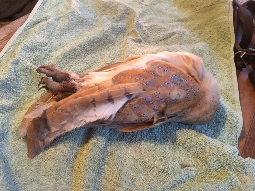 Barn owl with horrific injuries found in North Yorkshire – Raptor ...