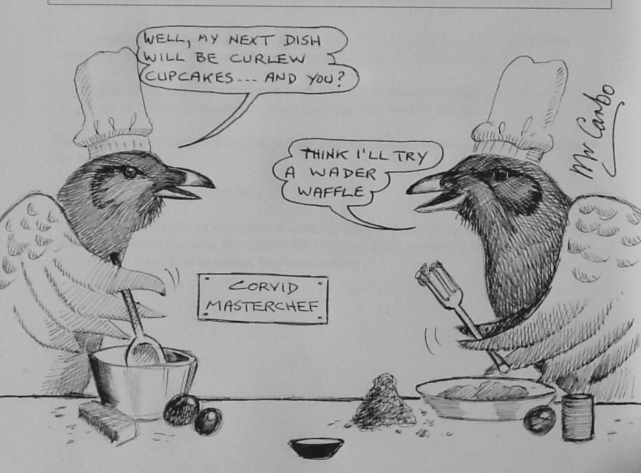 Raven cull: next steps to take as SNH blunders on – Raptor Persecution UK