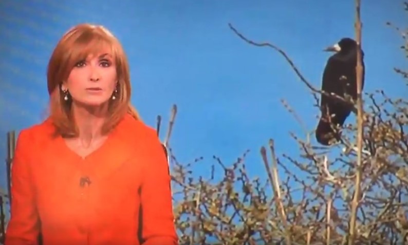 Raven cull: next steps to take as SNH blunders on – Raptor Persecution UK