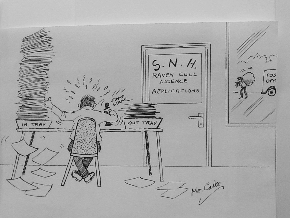 Raven cull update: scientific advisory committee NOT being asked to ...