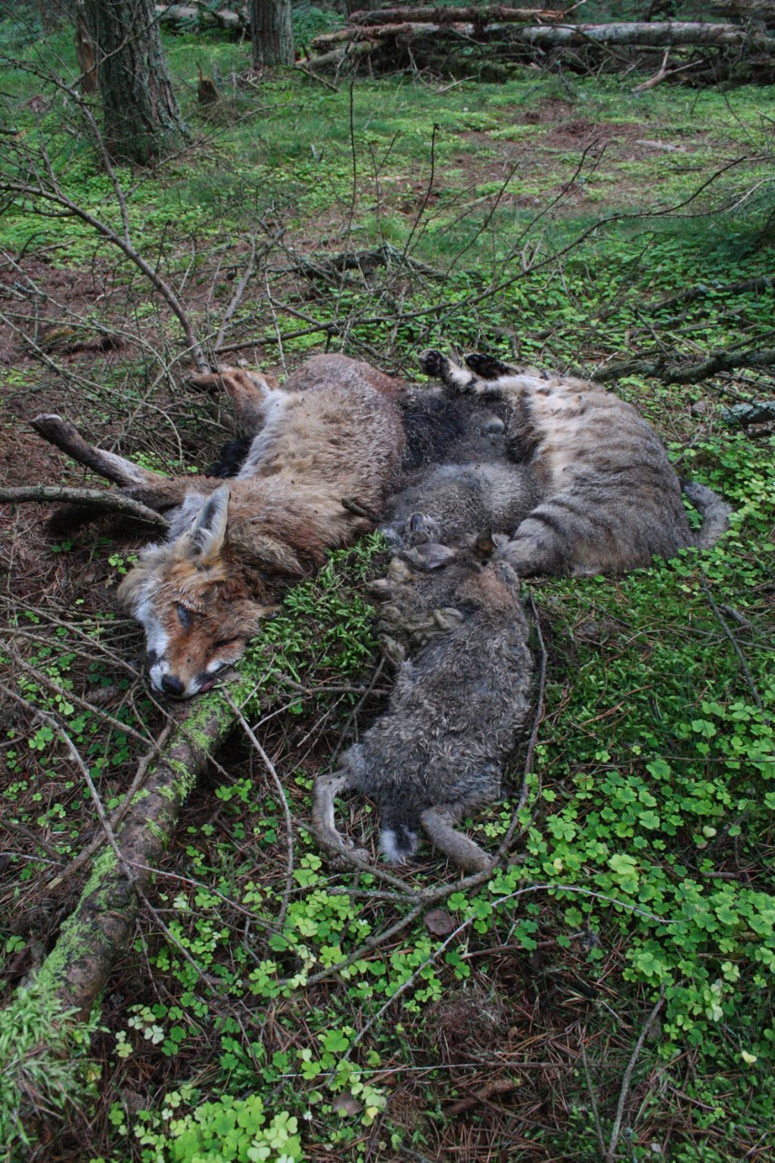 More wildlife destruction on the Angus Glens grouse moors – Raptor ...