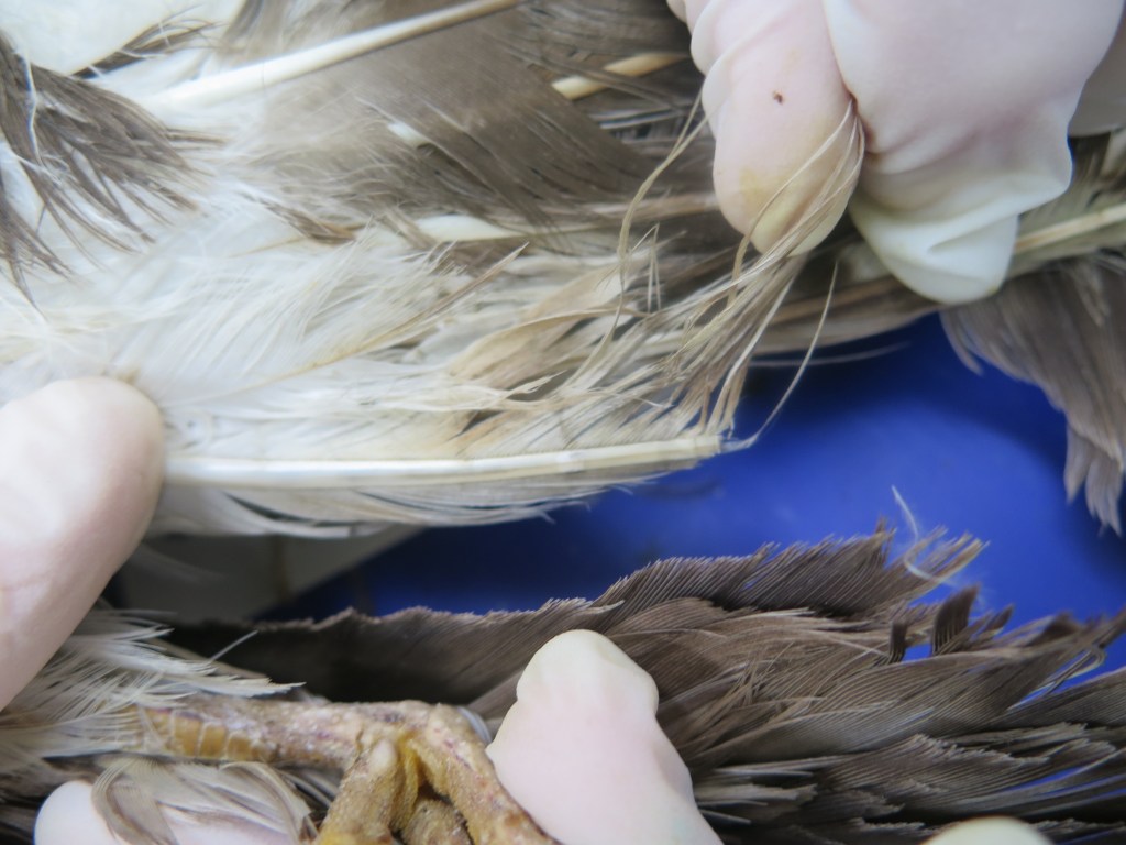 Satellite-tagged hen harrier Lia found dead in suspicious circumstances ...