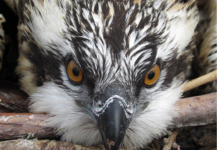 Osprey ringing accident fuels malicious and hypocritical abuse – Raptor ...