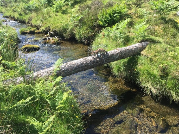 Wildlife destruction on a Scottish grouse moor – Raptor Persecution UK