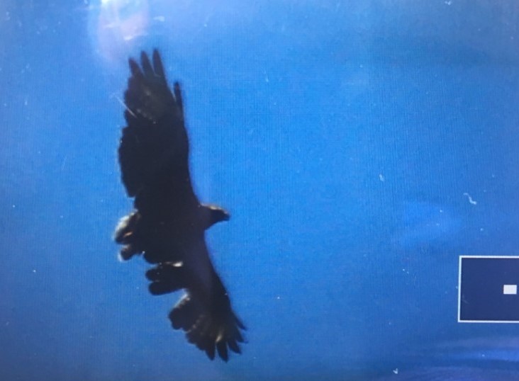 Wildlife destruction on a Scottish grouse moor – Raptor Persecution UK