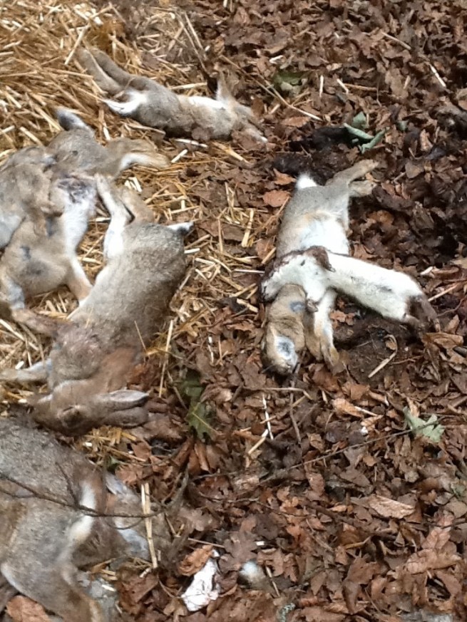 More wildlife destruction on more Scottish grouse moors – Raptor ...