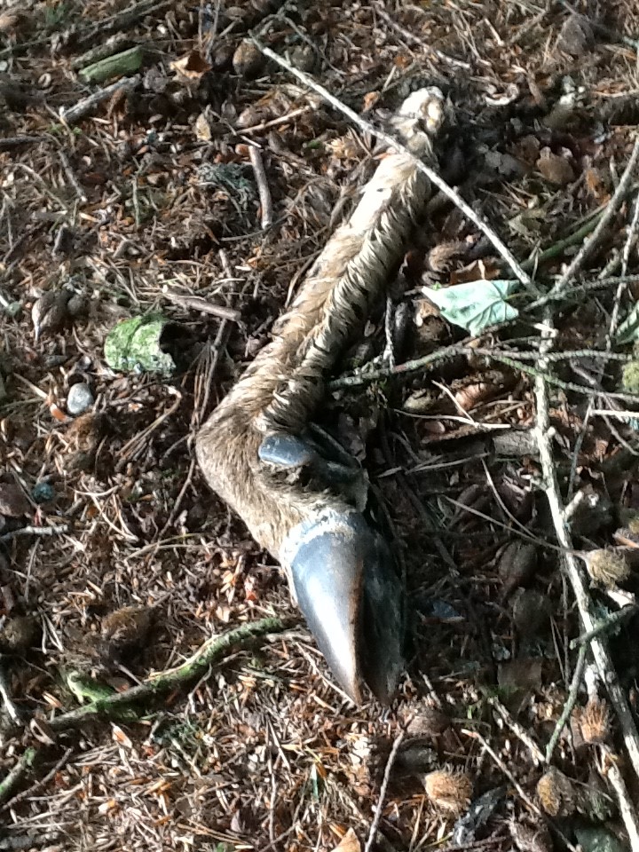 More wildlife destruction on more Scottish grouse moors – Raptor ...