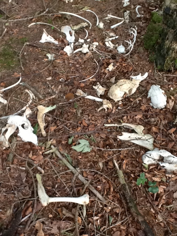 More wildlife destruction on more Scottish grouse moors – Raptor ...