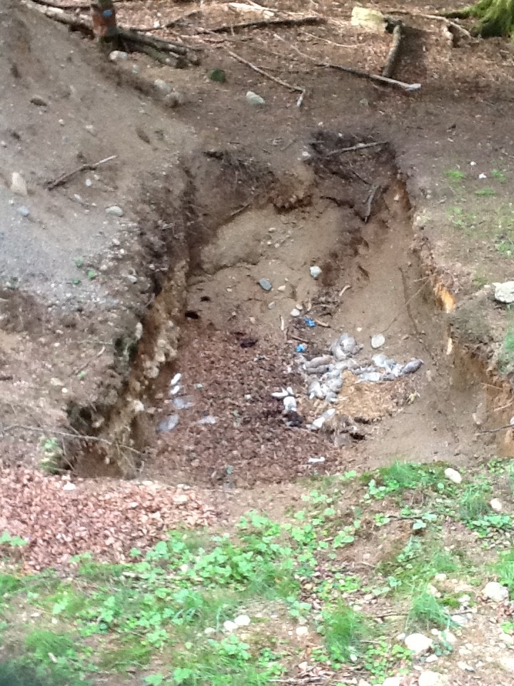 More wildlife destruction on more Scottish grouse moors – Raptor ...