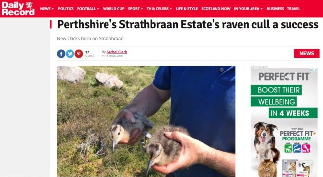 Surprise! Gamekeeper in raven cull area declares cull a success ...