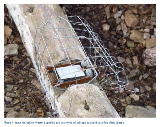 More birds on Angus Glens housing estate than on grouse moor! – Raptor ...