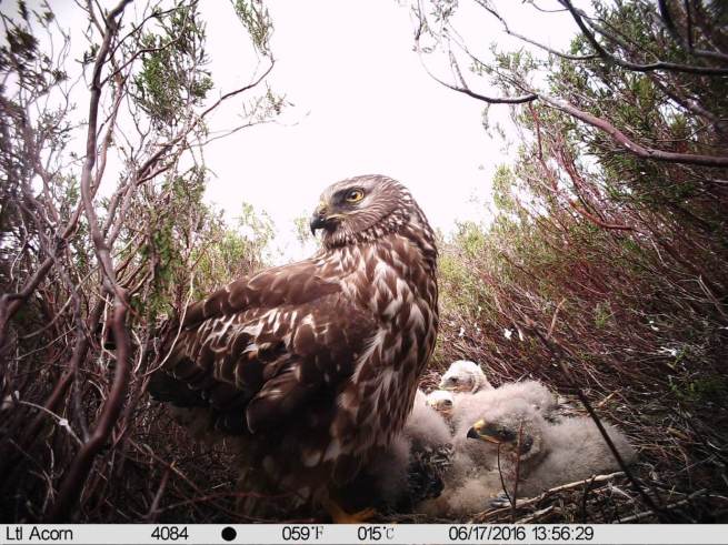 Heads up for Hen Harriers Project: is this the info they’ve been trying ...