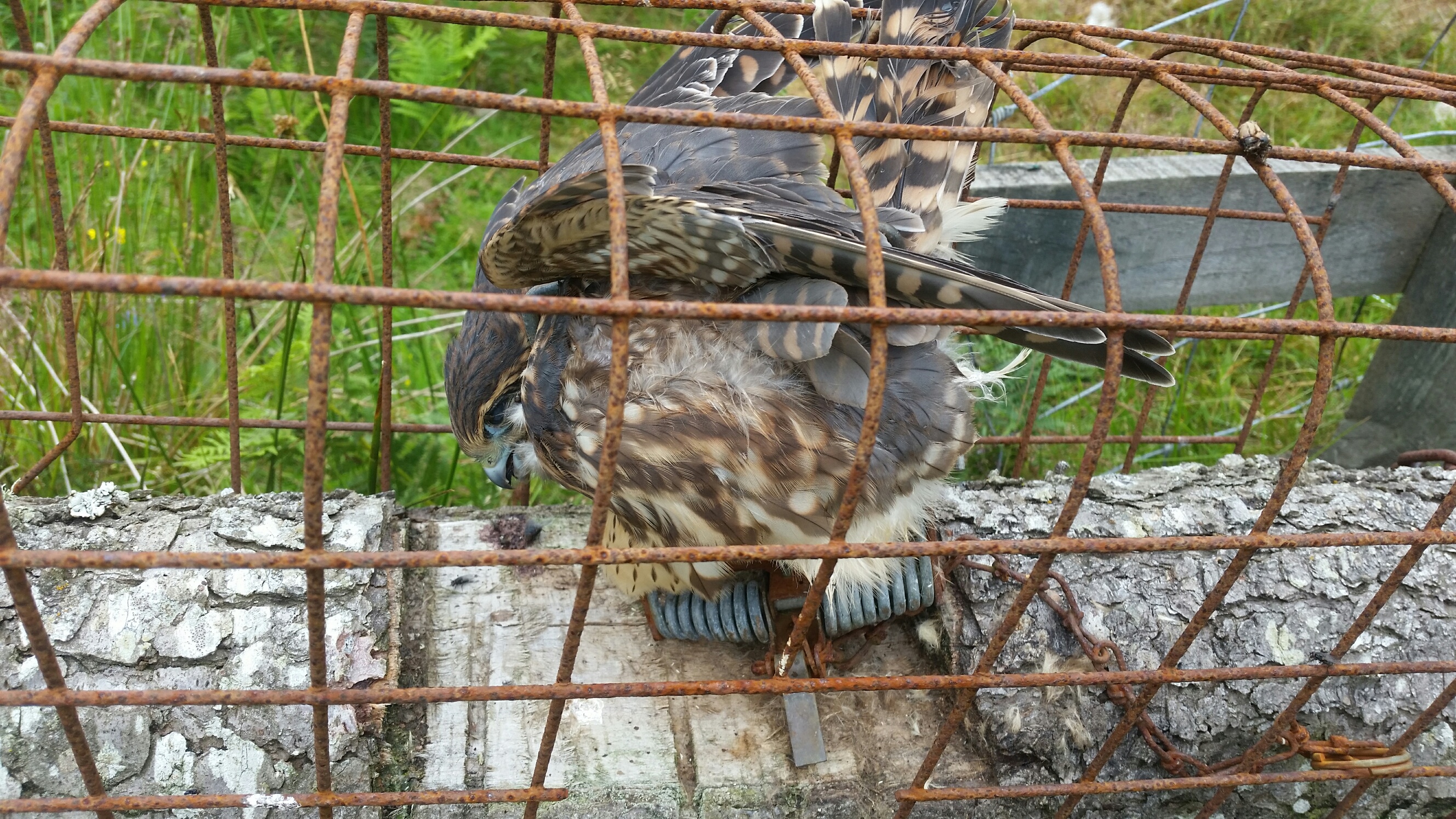 Gamekeeper cautioned after merlin killed in illegally-set trap on ...