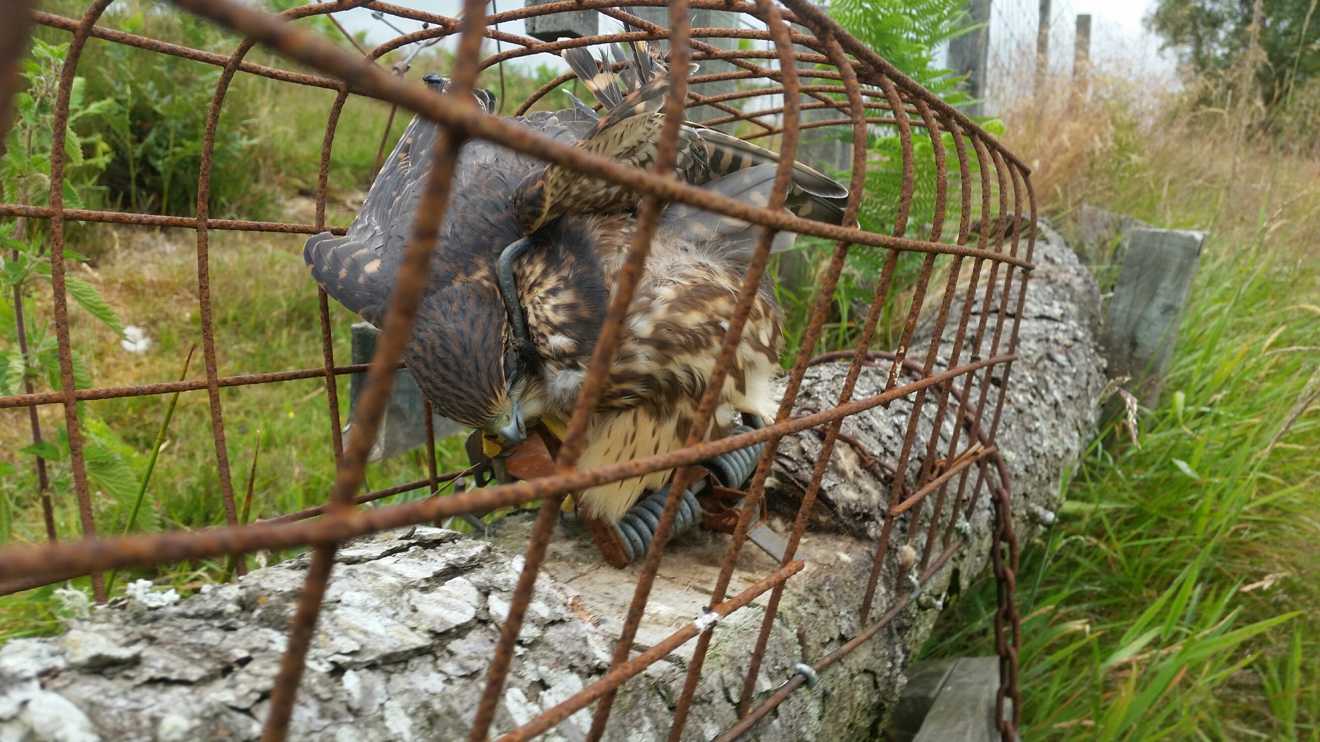 Gamekeeper cautioned after merlin killed in illegally-set trap on ...
