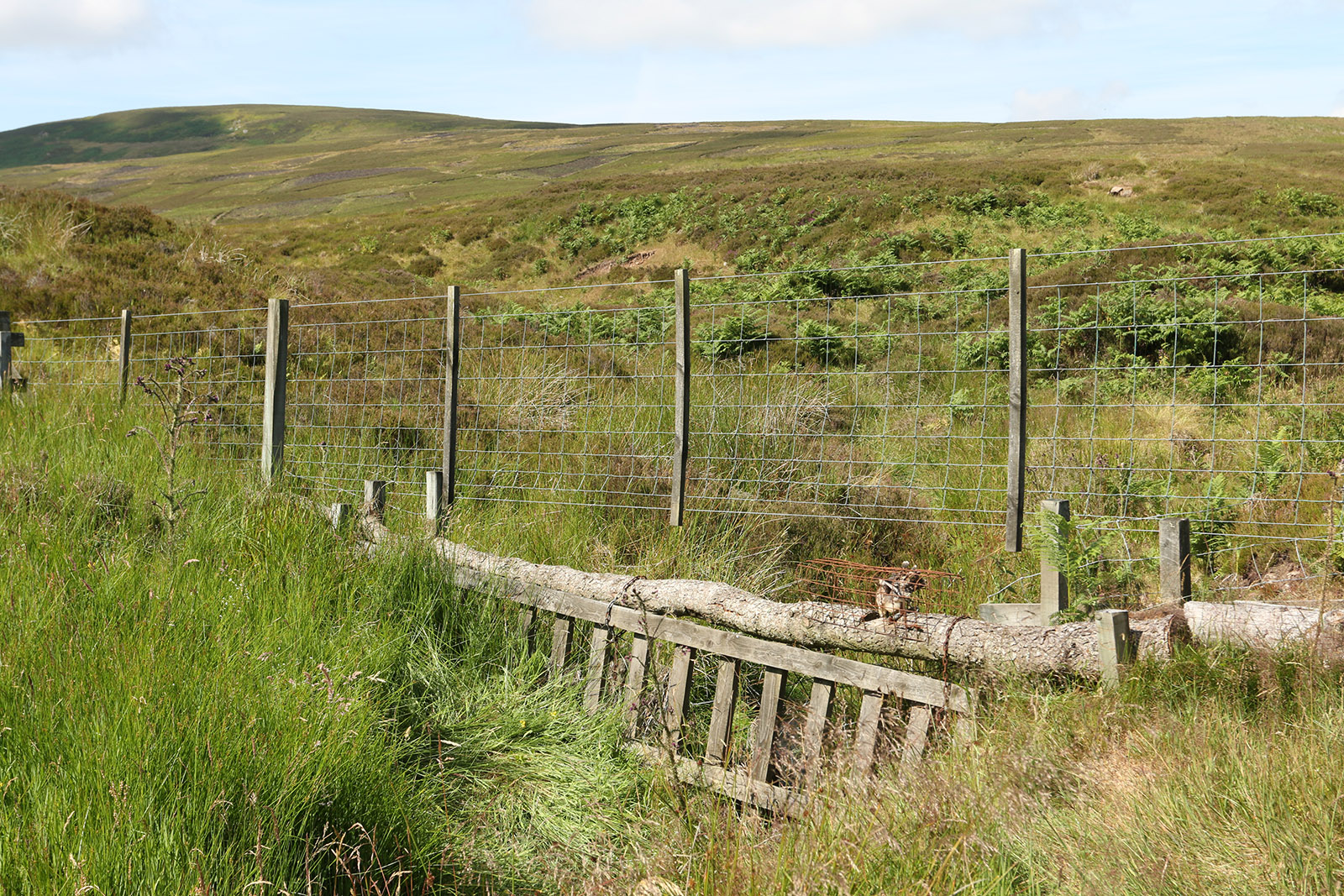 Gamekeeper cautioned after merlin killed in illegally-set trap on ...