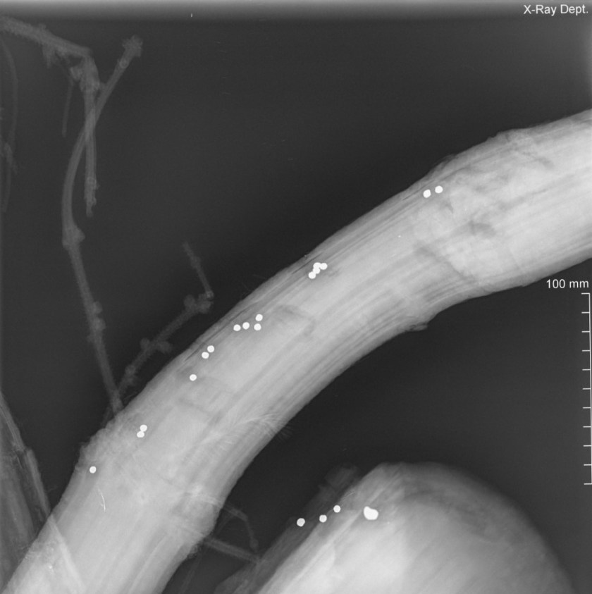 Merlin nest shot out in the Pentland Hills – Raptor Persecution UK