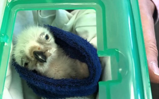 Raptor smuggler Jeffrey Lendrum receives 3 year custodial sentence ...