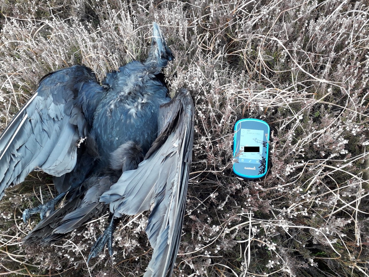 Poisoned raven found on Peak District grouse moor: Natural England ...